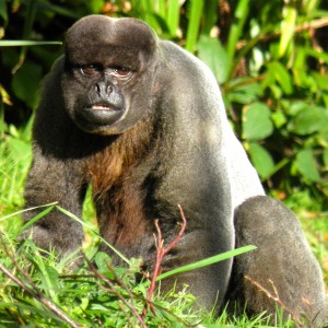 Monkeys | Monkey Sanctuary