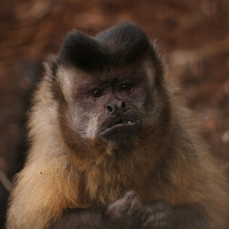 Support Us | Monkey Sanctuary