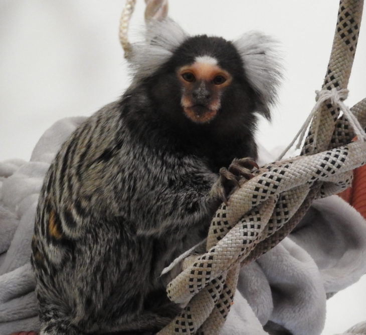 Prices and Opening Times | Monkey Sanctuary