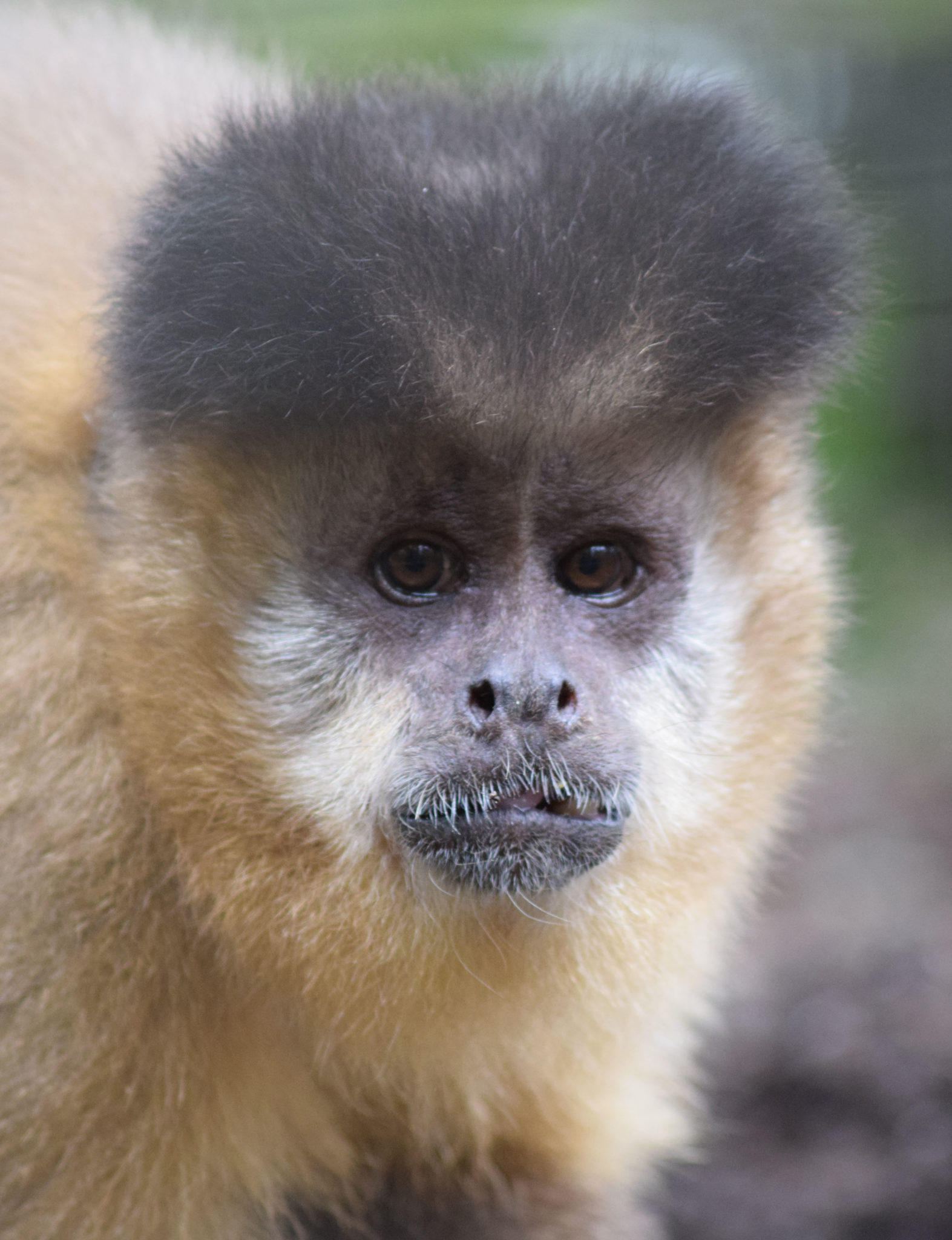 Prices and Opening Times | Monkey Sanctuary